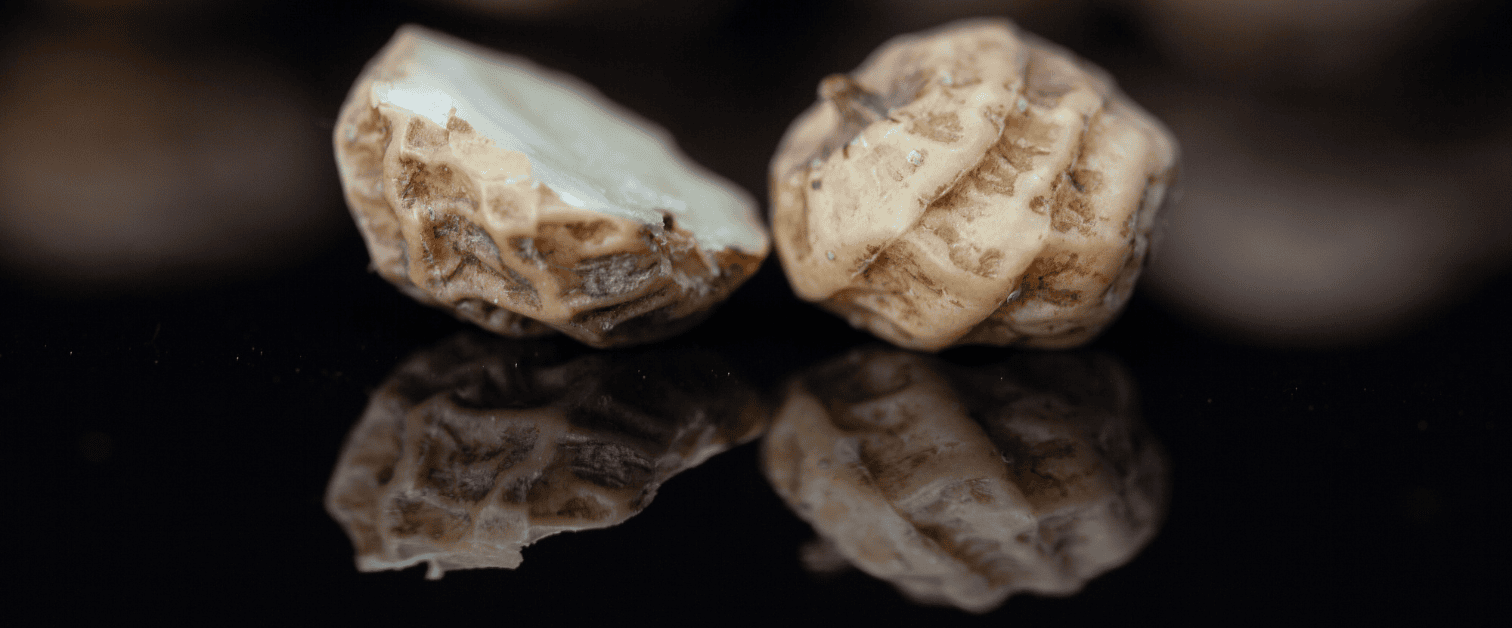 The tiger nut in the Clean Label trend - Tigernuts