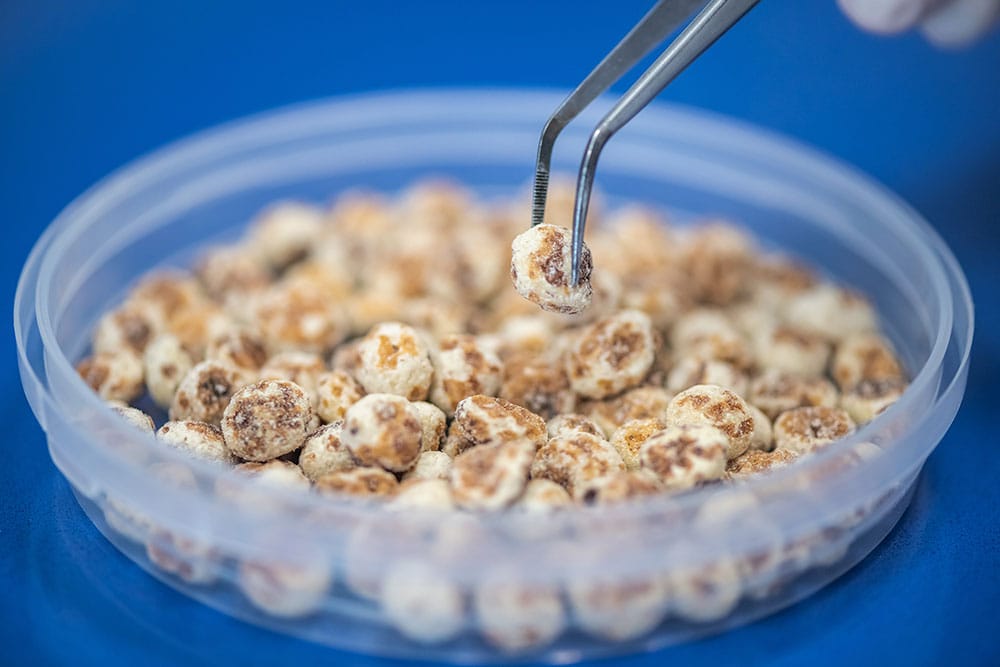 Tigernuts Traders 🥇 Tigernuts export leader Valencia, Spain